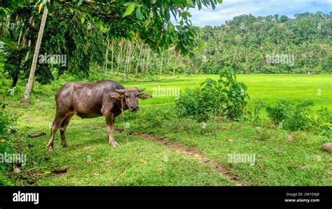 A Young Male Carabao Bubalus Bubalis A Water Buffalo Species Native