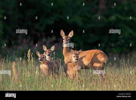 European Roe Deer Capreolus Capreolus Female With Three Fawns In