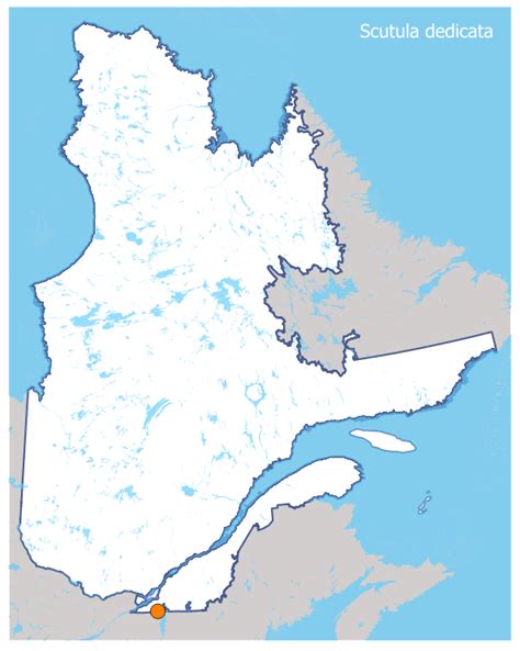 Scutula dedicata Lichens Québec