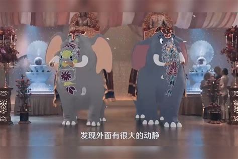 猫和老鼠在现实生活中，汤姆还是抓不住杰瑞，真是太笨了