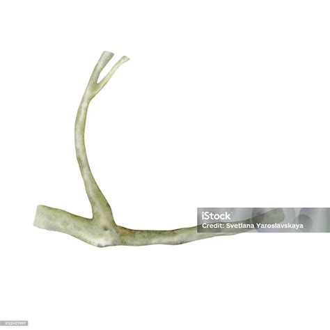 녹색 나뭇 가지입니다 우아한 유칼립투스 나무 줄기 흰색 배경에 고립된 수채화 그림입니다 자연 배경 카드 초대장 및 예술 디자인에 대한 손으로 그린 식물 요소 0명에 대한