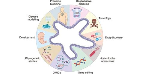 Organoids 3dcellculture Hubrechtorganoidtechnology Cellesce