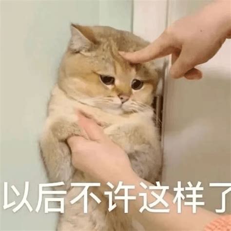 沙雕表情包 I 以后不许这样了 生活 熊猫头 开心