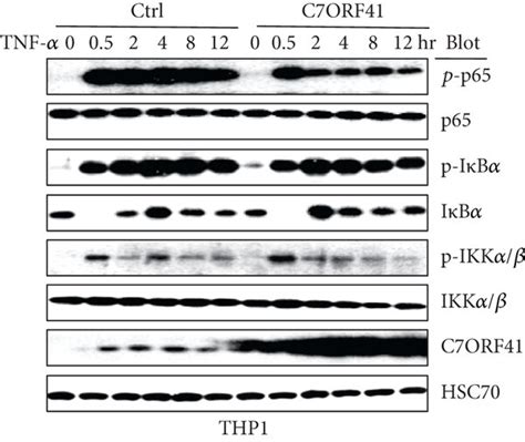 C7orf41 Inhibits Tnf α Induced Activation Of The Nf κb Signaling