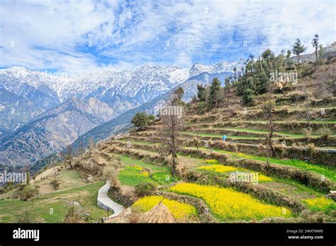 Panoramic View From Naddi View Point Over Flower Filled Terraced Fields