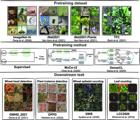 Deep Learning Aided Image Based Plant Phenotyping A Benchmarking Study
