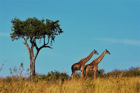 Strange Facts About Serengeti National Park Serengeti Safaris Tanznia