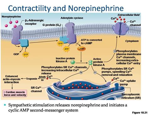 Norepinephrine Increases Heart Contractility Via A Cyclic Amp Second Messenger System Cyclic