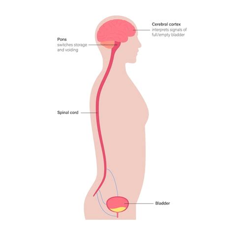 Premium Vector Micturition Neural Control