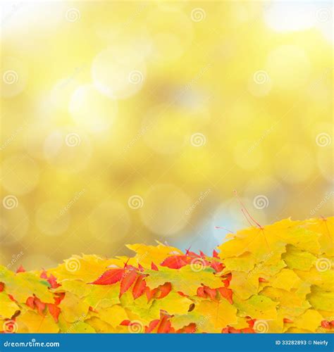 Fall Leaves On Bokeh Background Stock Image Image Of Nature Leaf