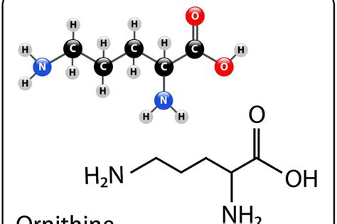 Amino Acids Are Essential Protein Building Blocks Health And Detox