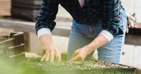 How To Prevent Damping Off So That Your Seedlings Survive — Seeds N Such