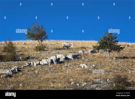 Male Specimen Of Wild Red Deer In Nature Also Known As Royal Deer Or