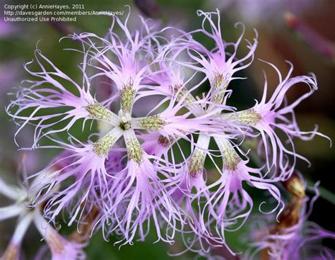 Plantfiles Pictures Dianthus Species Wild Pink Superb Pink Dianthus