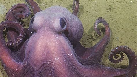 Phenomenal Purple Cephalopod Nautilus Live Remastered Youtube