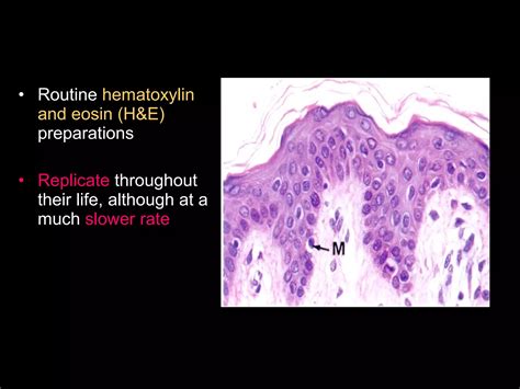 Gingival Pigmentation Ppt