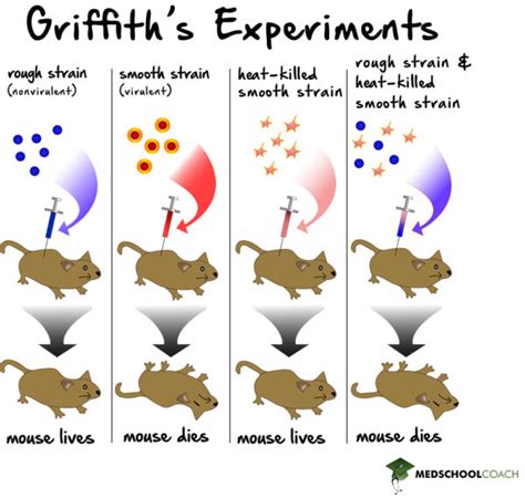 The Griffith And Hershey Chase Experiments Mcat Biology Medschoolcoach