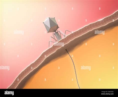 Bacteriophage Infecting E Coli Bacterium 3d Computer Illustration Of