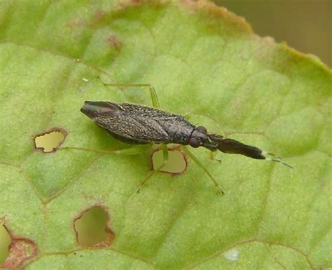 A Stick Like Capsid Bug Life And Opinions Life And Opinions