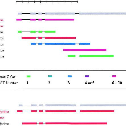 Graphical Display Of Expressed Sequence Tag EST Clusters A Is An Download Scientific