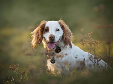 20 Unreal Cocker Spaniel Cross Breeds You Have To See To Believe Page