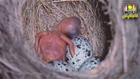 طائر الواقواق اللأيم 0 Youtube