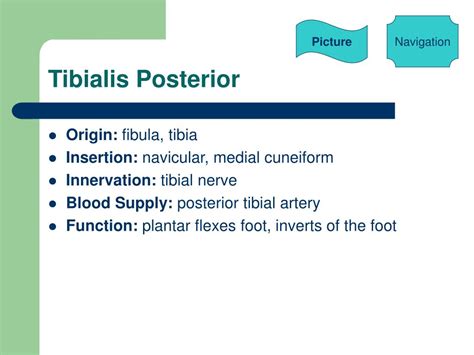 Tibialis Anteriororigin Insertion Action Nerve Supply