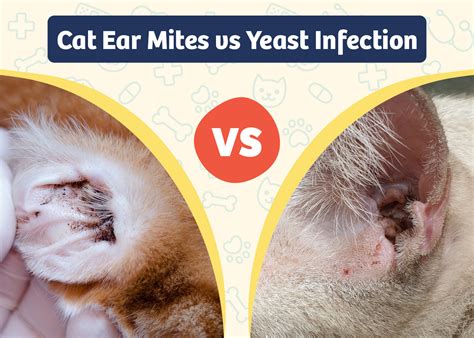 Cat Ear Mites Vs Yeast Infection Vet Reviewed Differences With