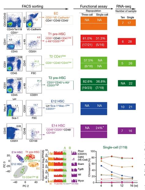 Nature在线发表汤富酬实验室与合作单位在单细胞尺度解析造血干细胞起源的重要成果