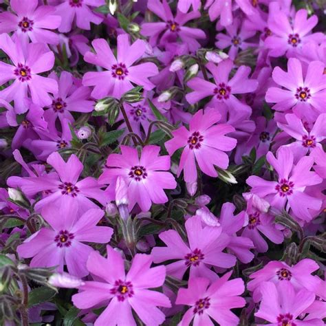 Creeping Phlox Seeds Etsy