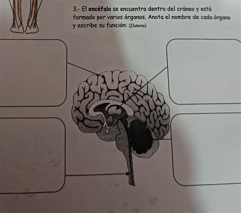 3 El Encéfalo Se Encuentra Dentro Del Cráneo Y Está Formado Por