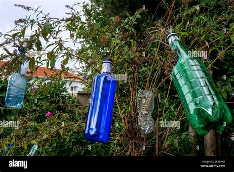 Strange Plastic Fruits Hanging On Shrub Branches Lyon France Stock