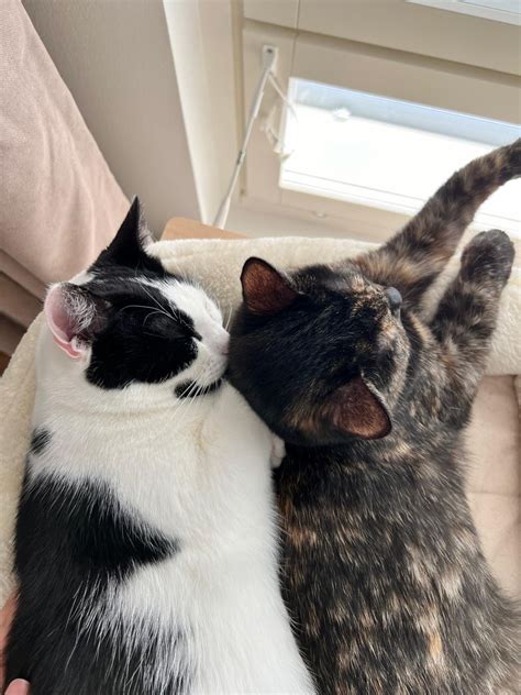 Celal Yasin Nari On Linkedin Networking Catlovers