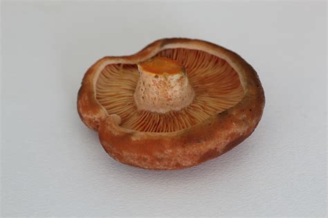 사프란 우유 모자 버섯 와 유사한 Sanguifluus와 Deterrimus Lamellae와 오렌지 라텍스의 뚜껑의 하단 측면