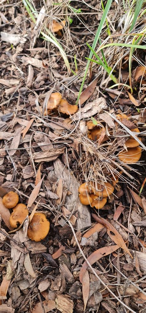What Is This Species Tasmania R Mycology