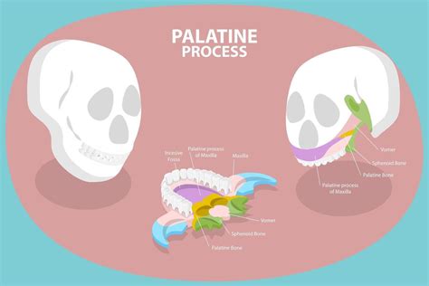 Understanding The Palatine Process In Human Anatomy 67286216 Vector Art