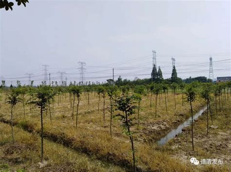 种树结果乡村振兴乡村振兴植树绿化种植树木助力乡村振兴第9页大山谷图库