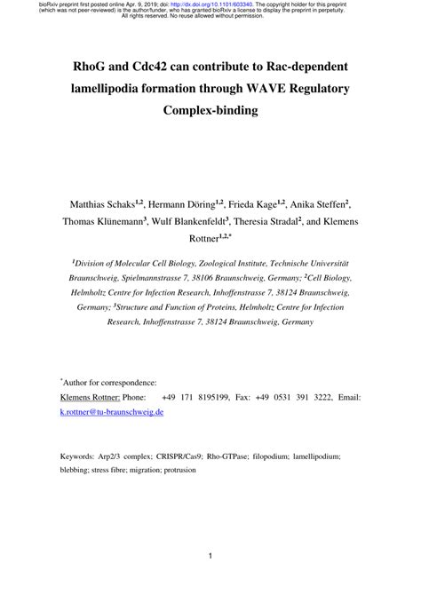 Pdf Rhog And Cdc42 Can Contribute To Rac Dependent Lamellipodia