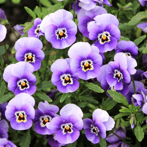 The Violets Will Come In Their Own Time The Daily Gardener