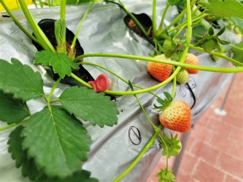 딸기 키우기 꼭 해야할 3가지 딸기 파종시기 심는시기 수확시기 재배방법 네이버 블로그
