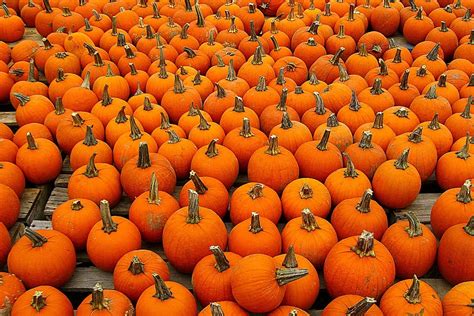 Pumpkin Patch