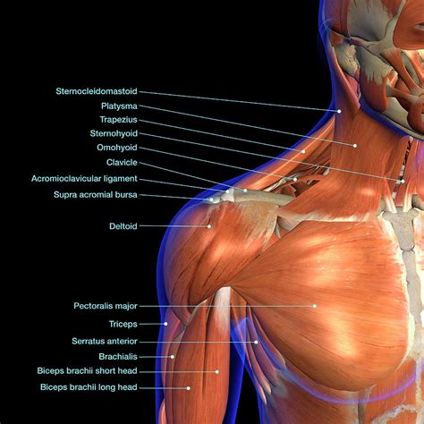 Anatomy Of Neck And Chest At Edna Weiss Blog