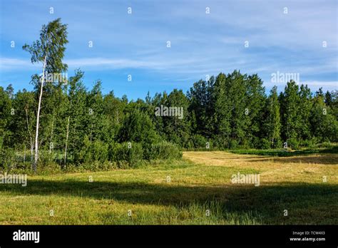Single Large Tree In The Middle Of Green Meadow Pasture In Country