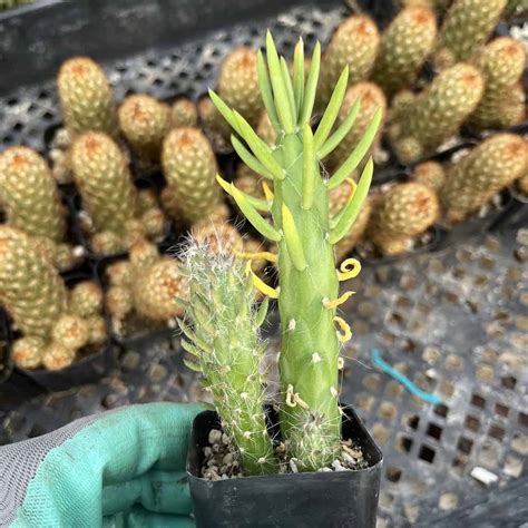 Buy Online Austrocylindropuntia Subulata Cactus Plantly