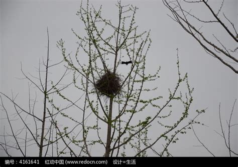 树上的鸟巢和鸟高清图片下载红动中国