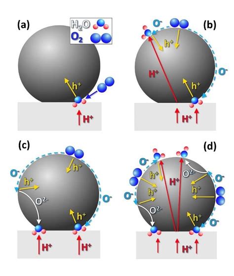 Possible Transport And Reaction Pathways In A Positive Electrode