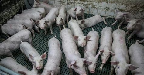 Ціни на свинину в Україні ростуть третій тиждень поспіль — профільна