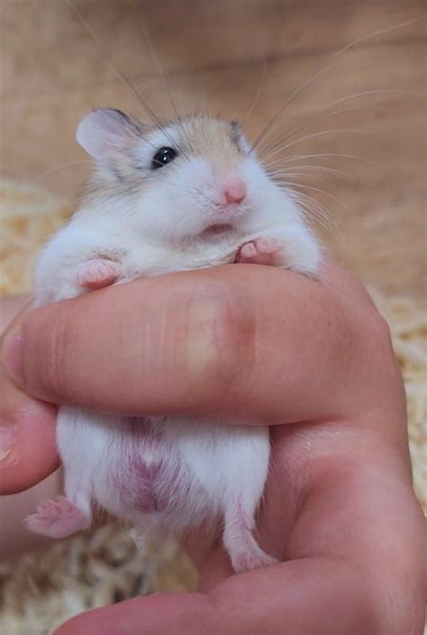 드워프햄스터 핸들링 도와주세요ㅜㅜㅠ 지식in