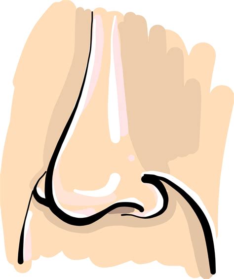 Front Nose Illustration Vector On White Background 13721825 Vector