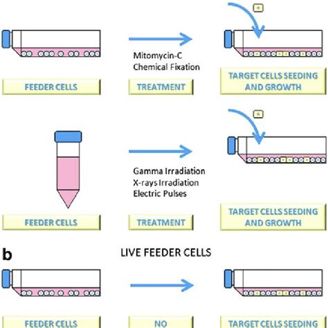 3954 Pdfs Review Articles In Feeder Cells